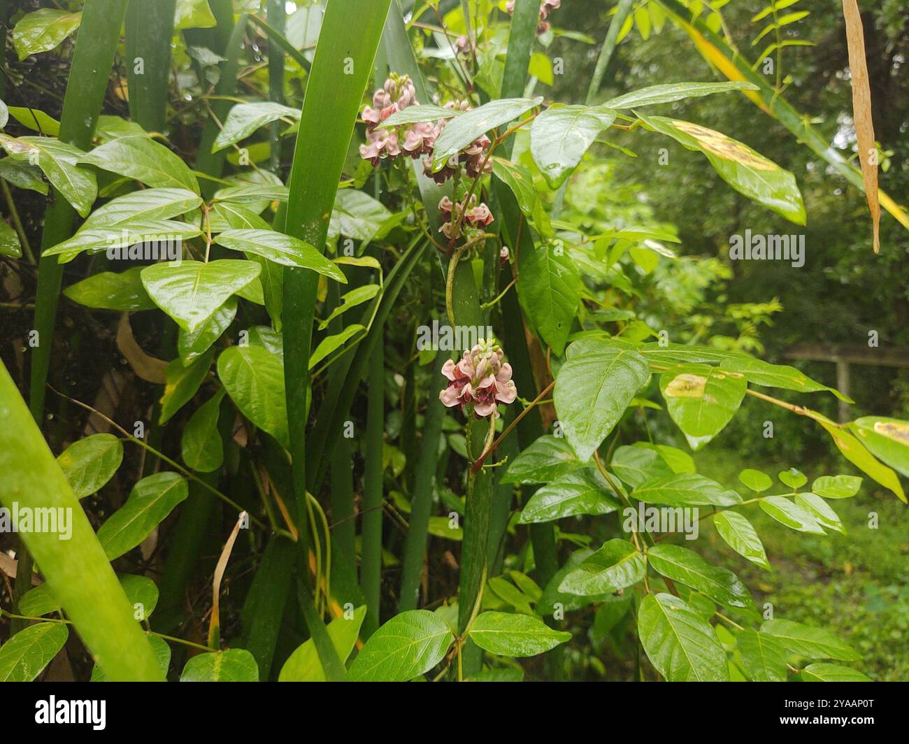 American groundnut (Apios americana) Plantae Stock Photo - Alamy