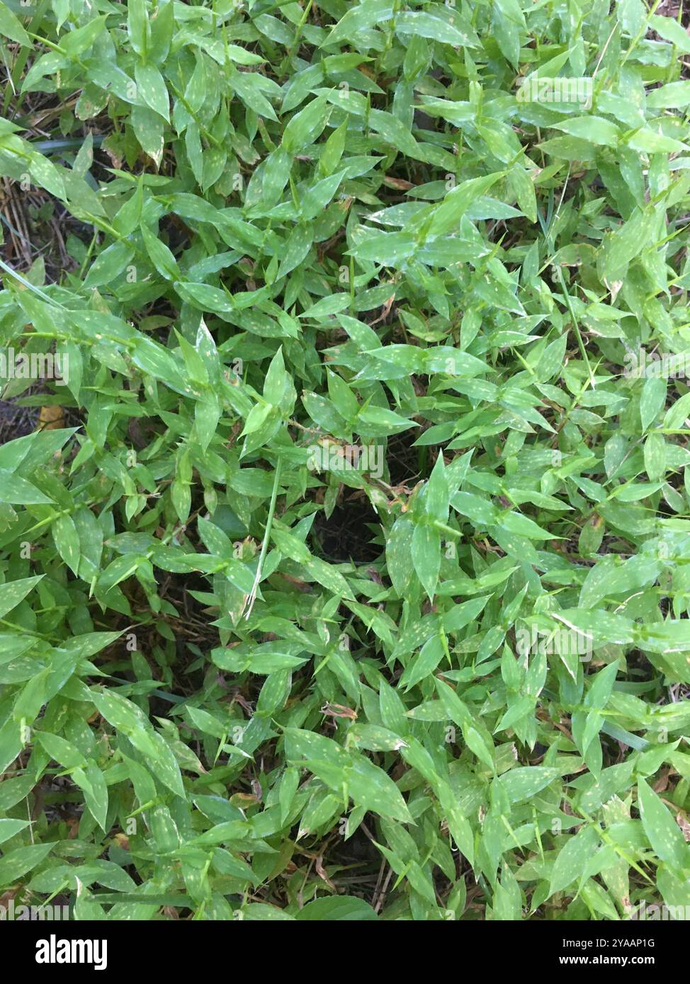 small carpetgrass (Arthraxon hispidus) Plantae Stock Photo - Alamy