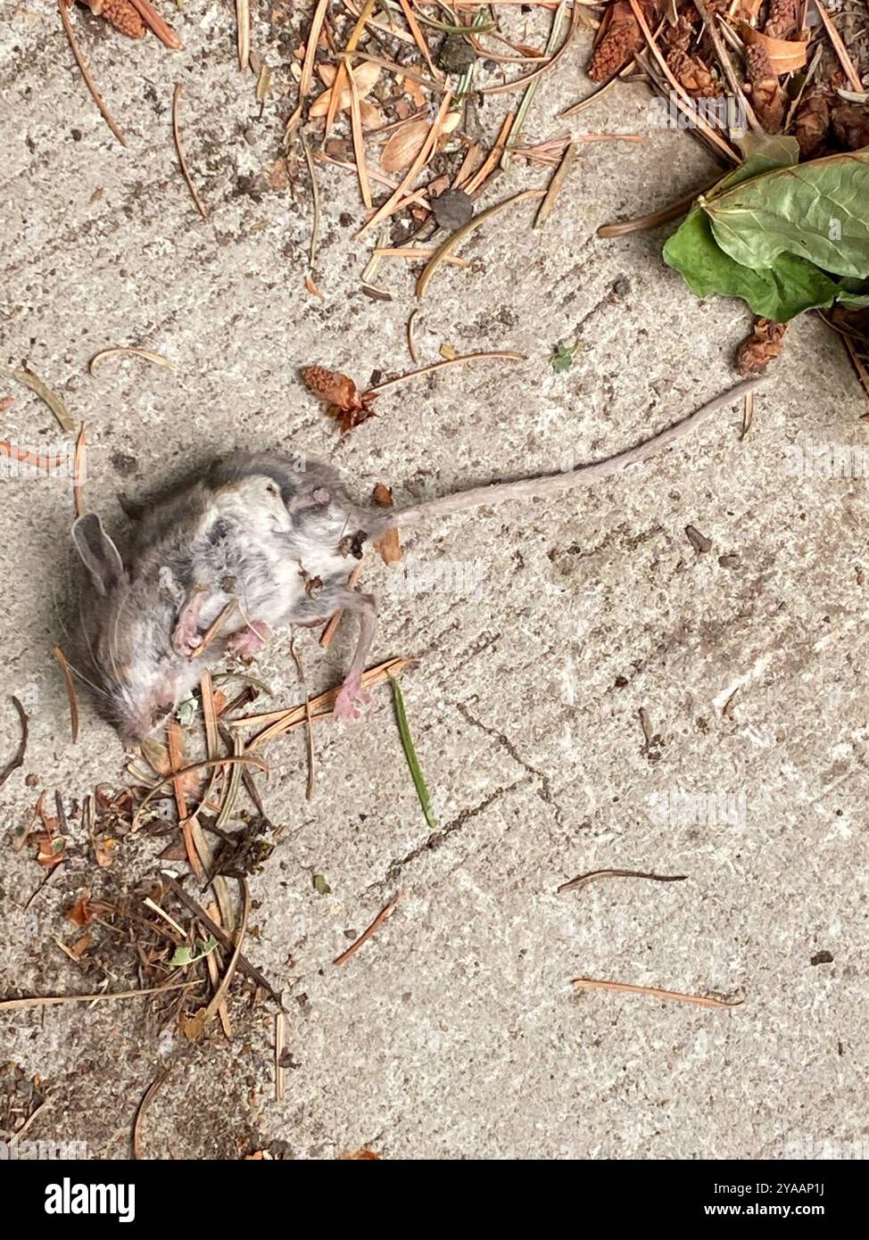 Western Deer Mouse (Peromyscus sonoriensis) Mammalia Stock Photo - Alamy