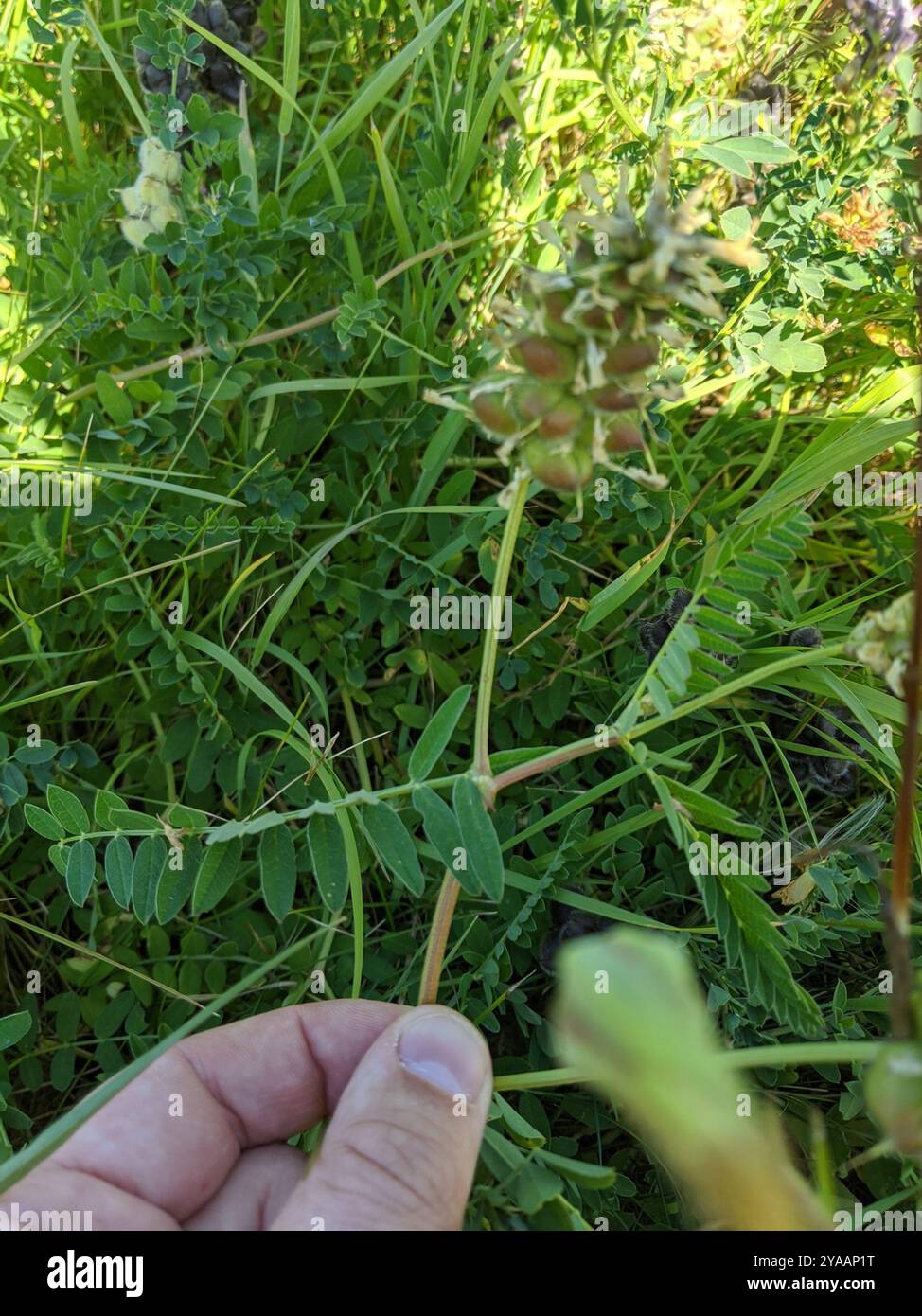 Chickpea Milkvetch (Astragalus cicer) Plantae Stock Photo - Alamy