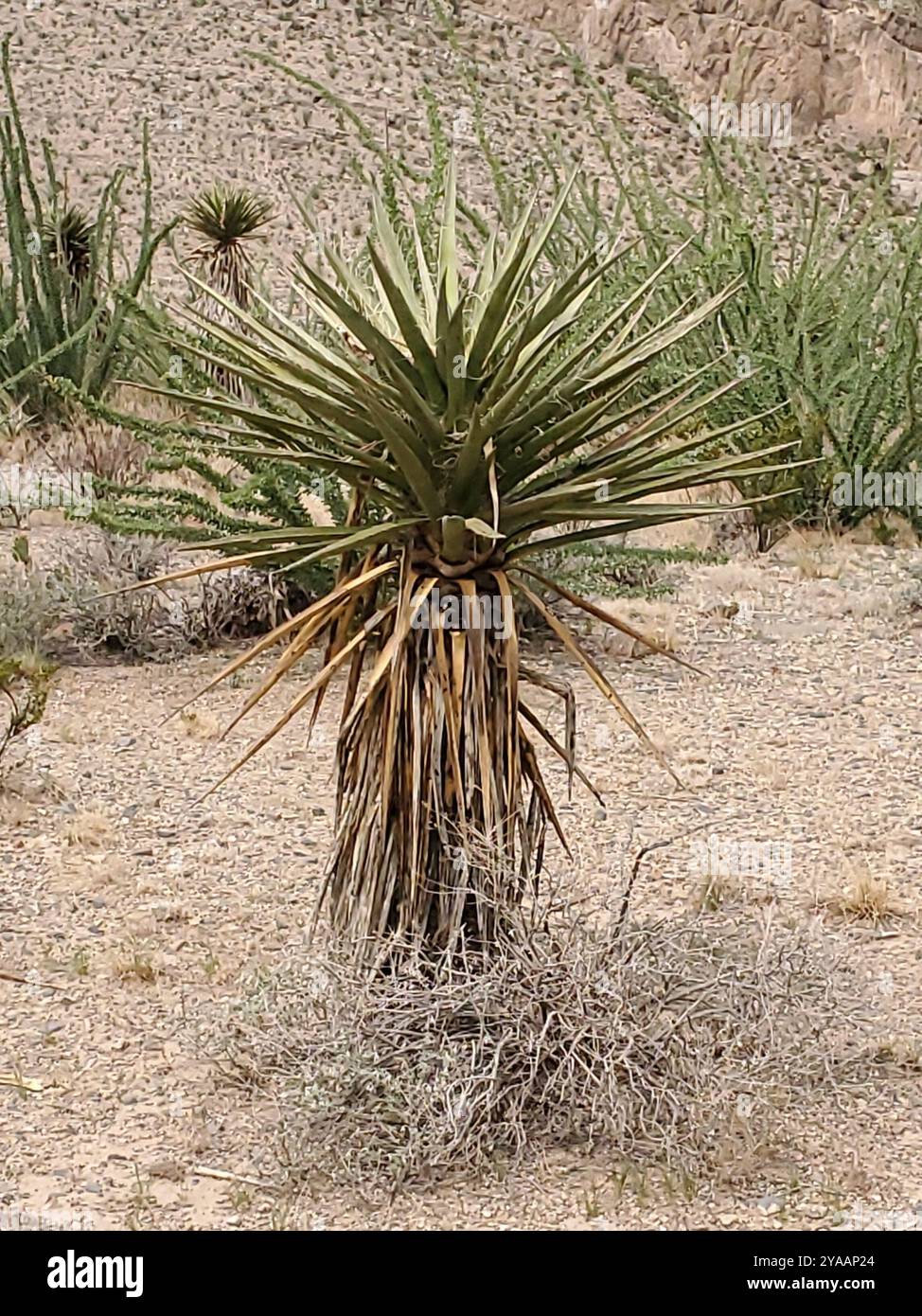 Spanish dagger (Yucca treculiana) Plantae Stock Photo - Alamy