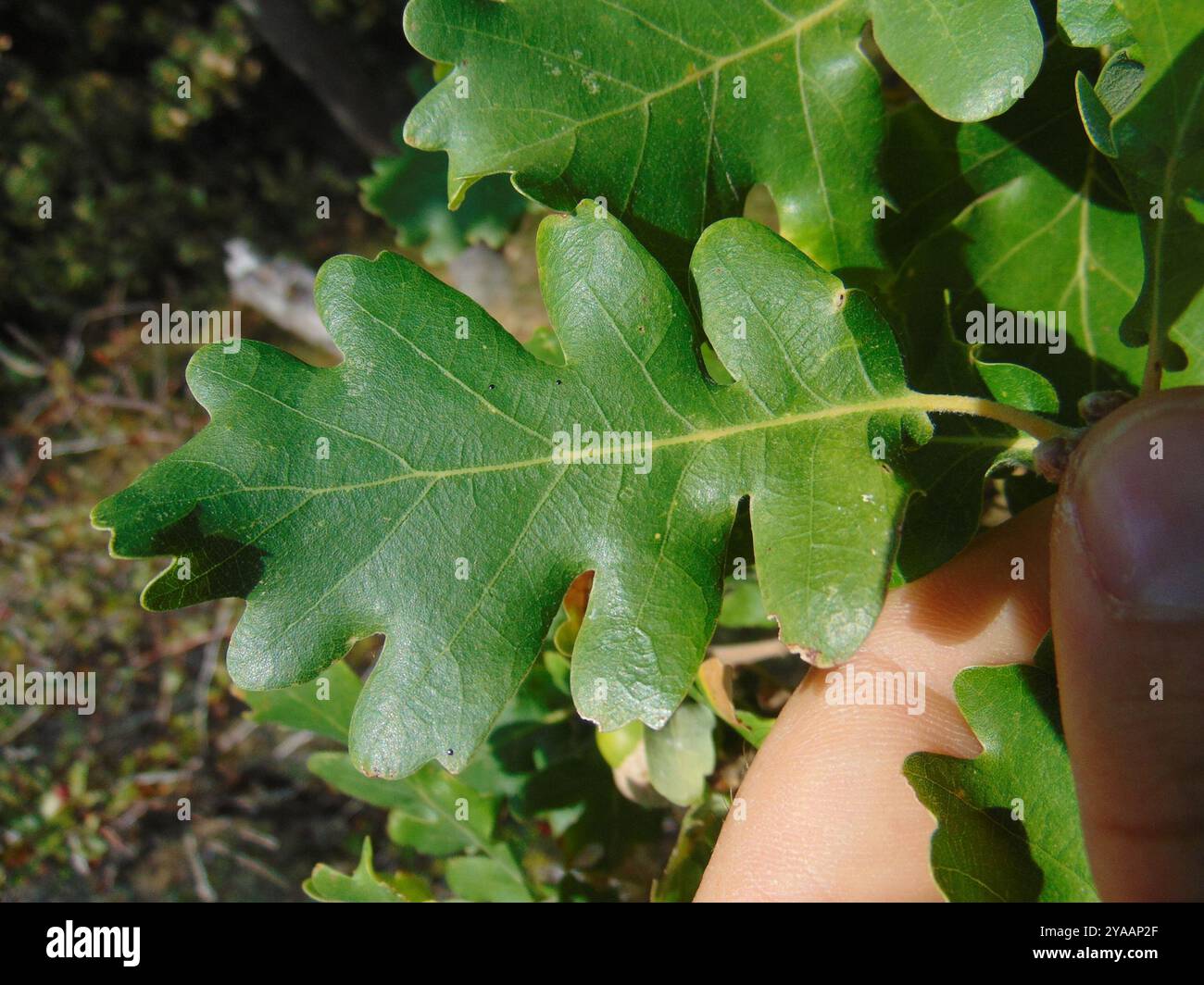downy oak (Quercus pubescens) Plantae Stock Photo - Alamy