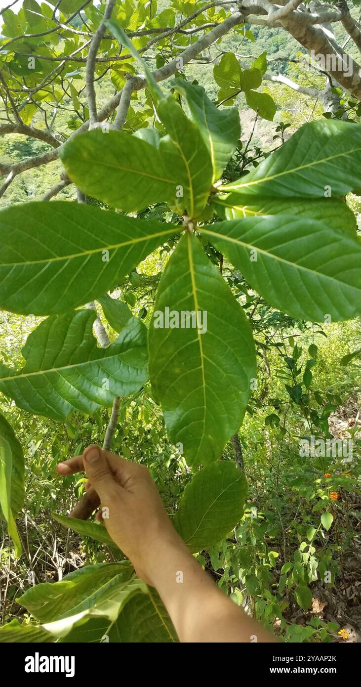 Genipap Tree (Genipa americana) Plantae Stock Photo - Alamy