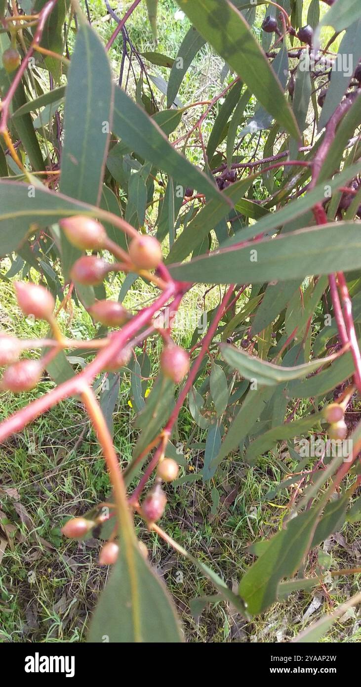 South Australian Blue Gum (Eucalyptus leucoxylon leucoxylon) Plantae ...