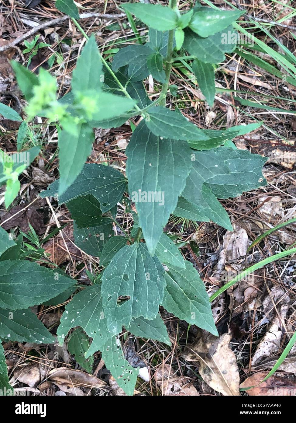smaller white snakeroot (Ageratina aromatica) Plantae Stock Photo - Alamy