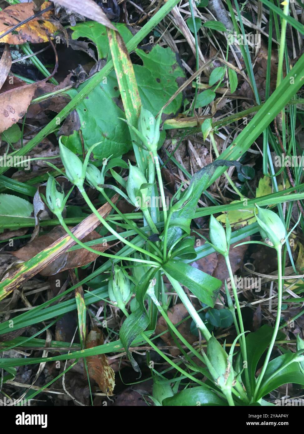 American columbo (Frasera caroliniensis) Plantae Stock Photo - Alamy