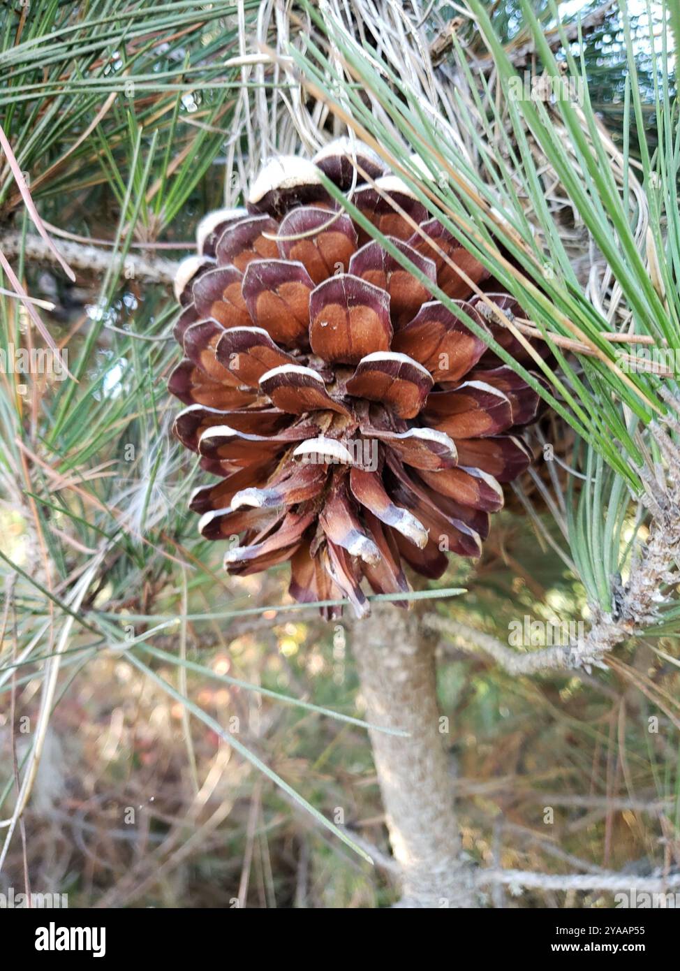 American hard pines (Trifoliae) Plantae Stock Photo - Alamy