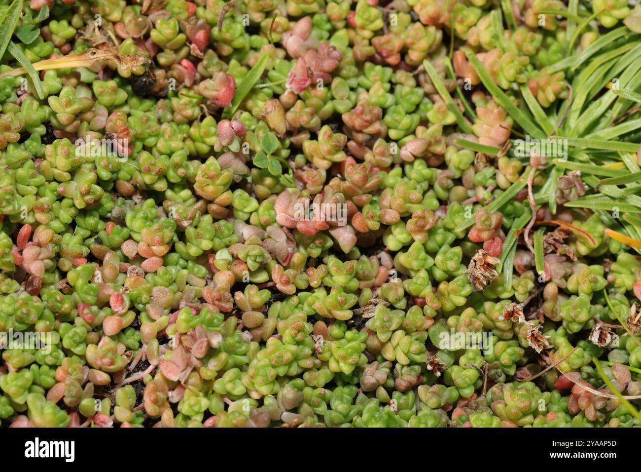 English Stonecrop (Sedum anglicum) Plantae Stock Photo - Alamy