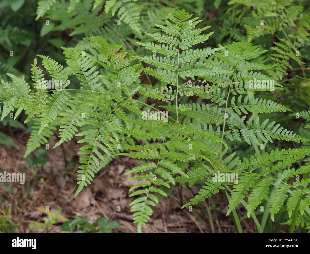 common bracken (Pteridium aquilinum) Plantae Stock Photo - Alamy