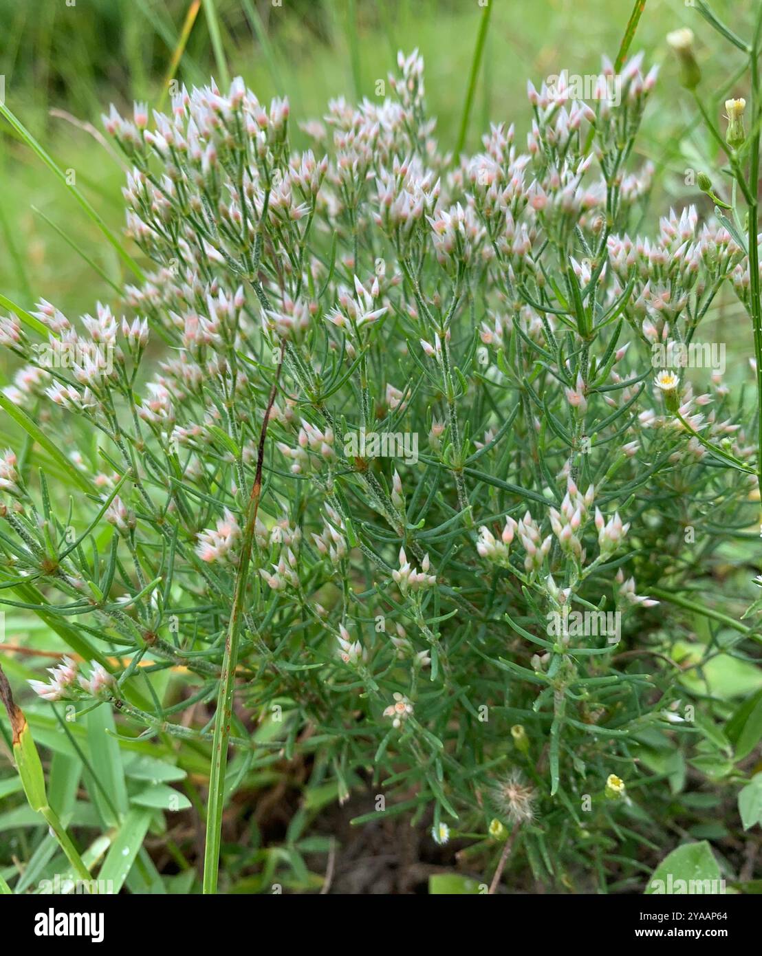 Oldman’s Cap (Polycarpaea corymbosa) Plantae Stock Photo - Alamy