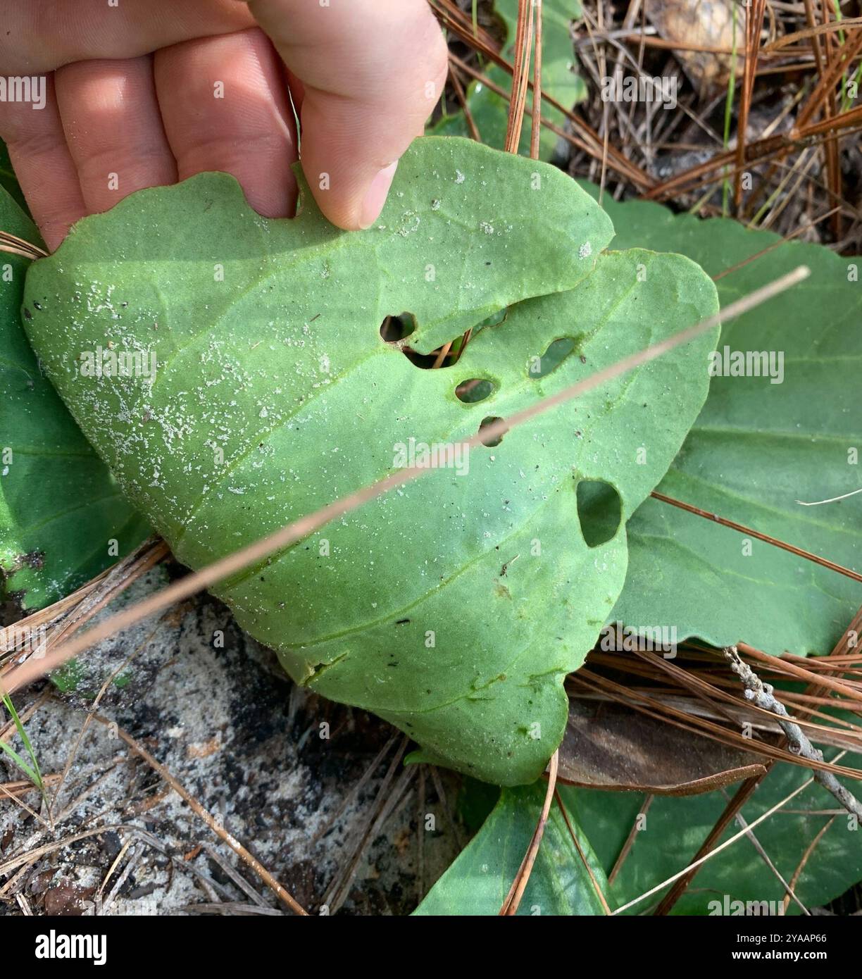 Florida Indian Plantain (Arnoglossum floridanum) Plantae Stock Photo ...