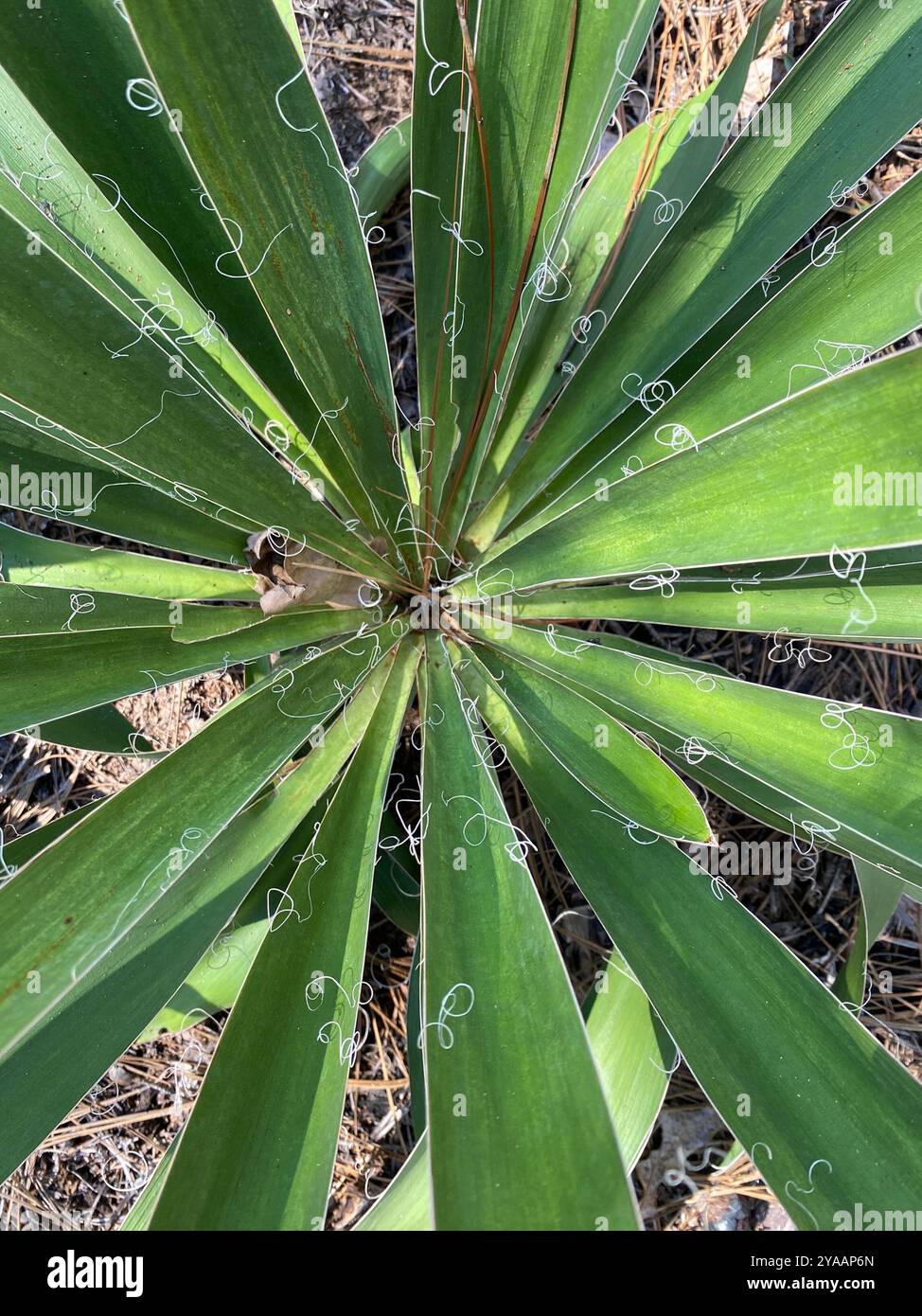 common yucca (Yucca filamentosa) Plantae Stock Photo - Alamy