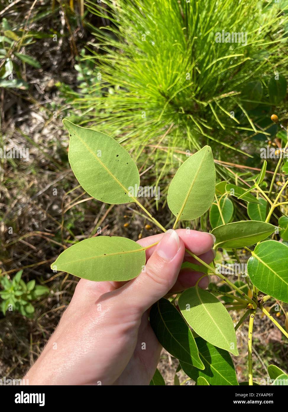 Poisonwood (Metopium toxiferum) Plantae Stock Photo - Alamy
