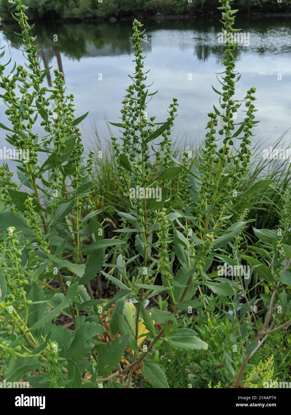 marsh elder (Iva frutescens) Plantae Stock Photo - Alamy