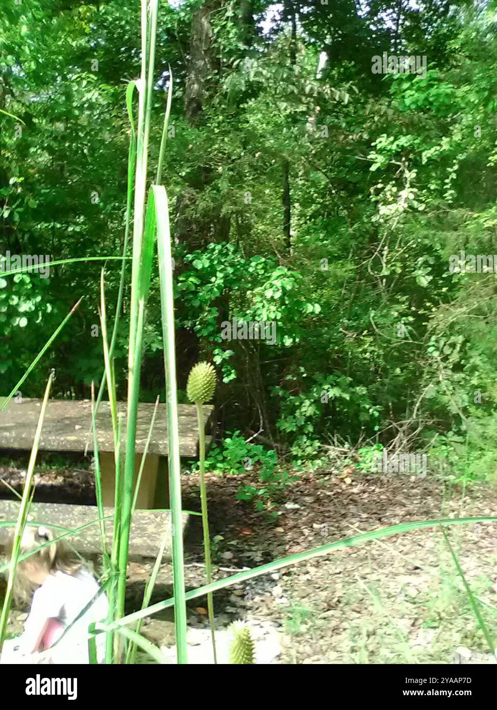 grasses, sedges, cattails, and allies (Poales) Plantae Stock Photo - Alamy