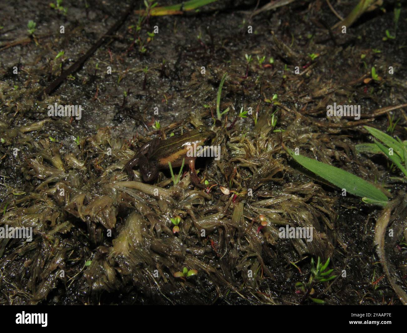 Micro Frog (Microbatrachella capensis) Amphibia Stock Photo - Alamy