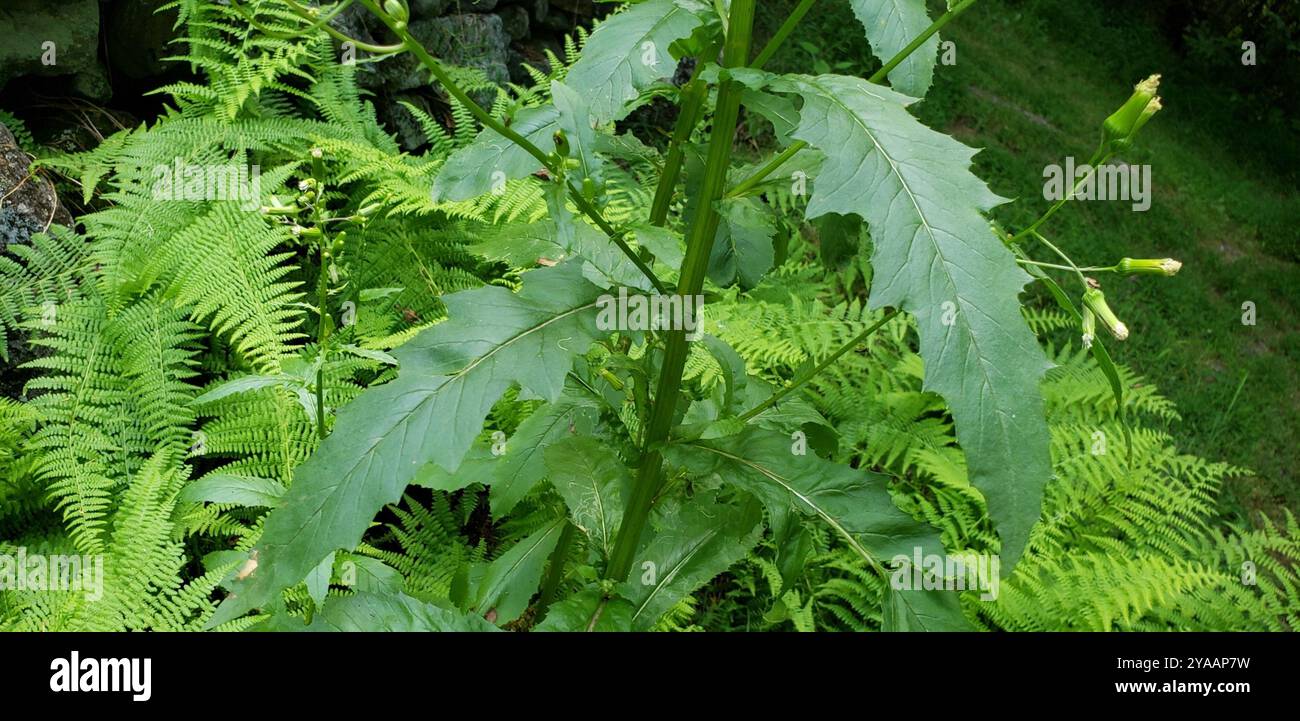American burnweed (Erechtites hieraciifolius) Plantae Stock Photo - Alamy