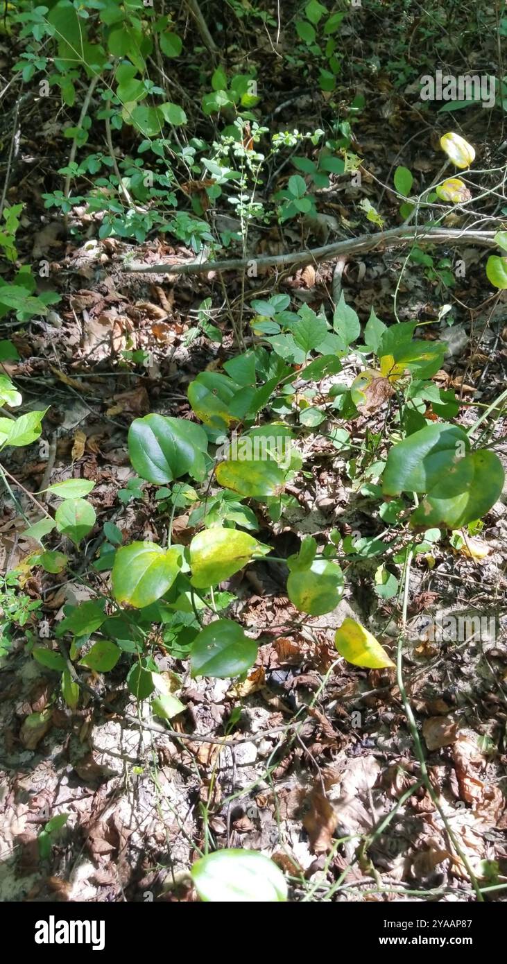 roundleaf greenbrier (Smilax rotundifolia) Plantae Stock Photo - Alamy