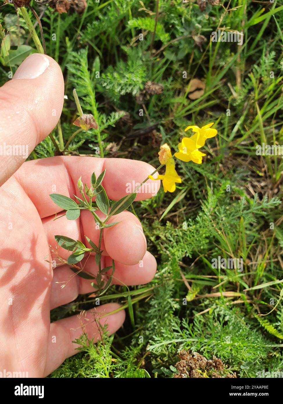 meadow pea (Lathyrus pratensis) Plantae Stock Photo - Alamy