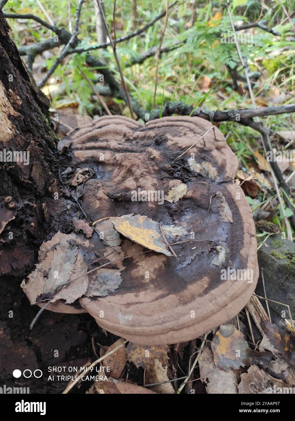 artist's bracket (Ganoderma applanatum) Fungi Stock Photo - Alamy