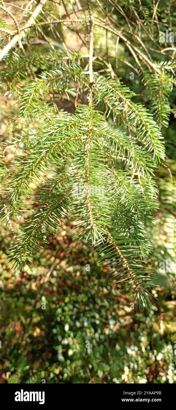 pine family (Pinaceae) Plantae Stock Photo - Alamy