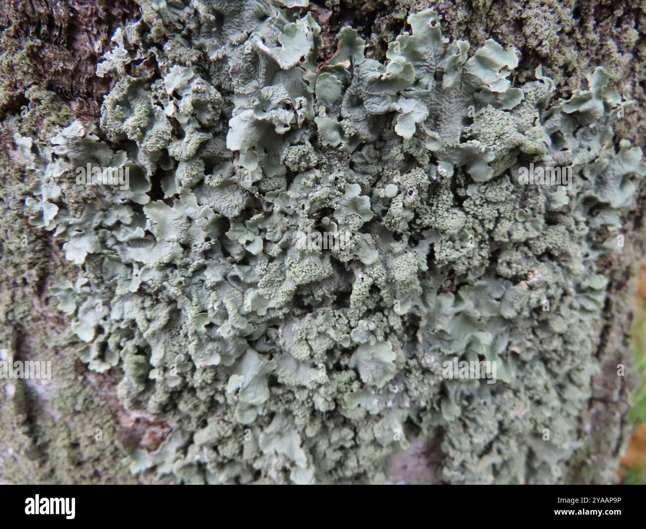 common greenshield lichen (Flavoparmelia caperata) Fungi Stock Photo ...