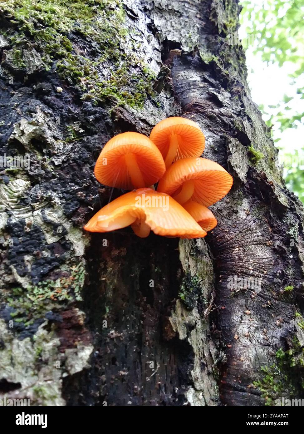 orange mycena (Mycena leaiana) Fungi Stock Photo - Alamy