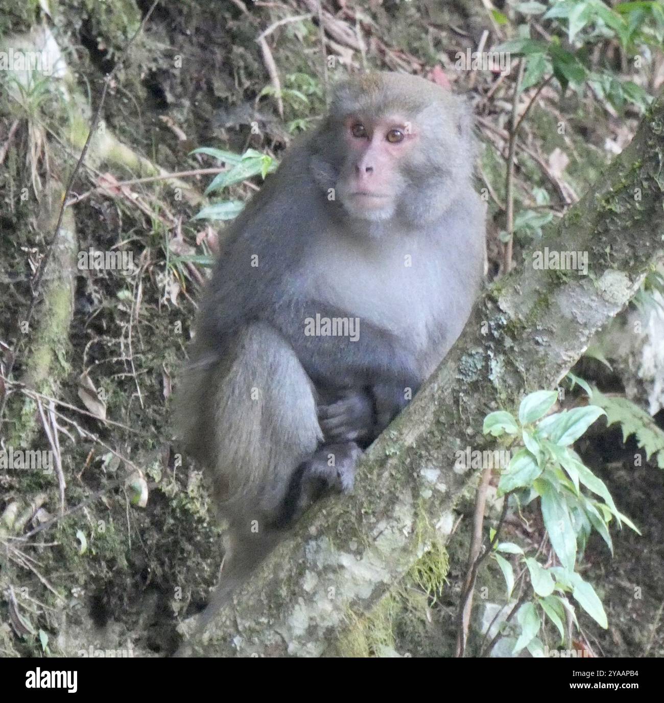 Formosan Rock Macaque (Macaca cyclopis) Mammalia Stock Photo - Alamy