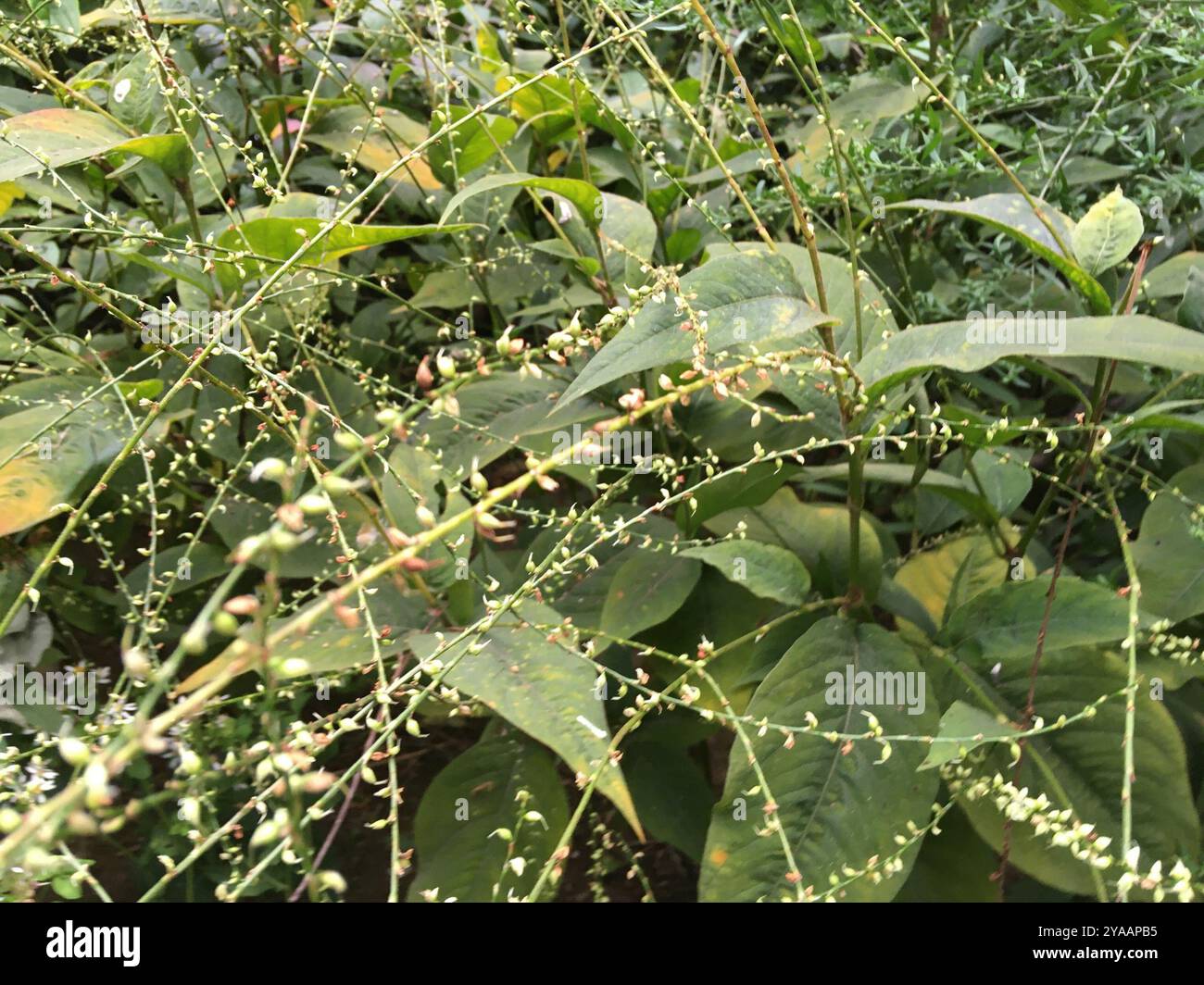 American jumpseed (Persicaria virginiana) Plantae Stock Photo - Alamy