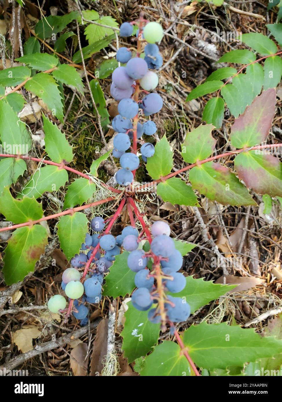 Cascade Oregon-grape (Berberis nervosa) Plantae Stock Photo - Alamy