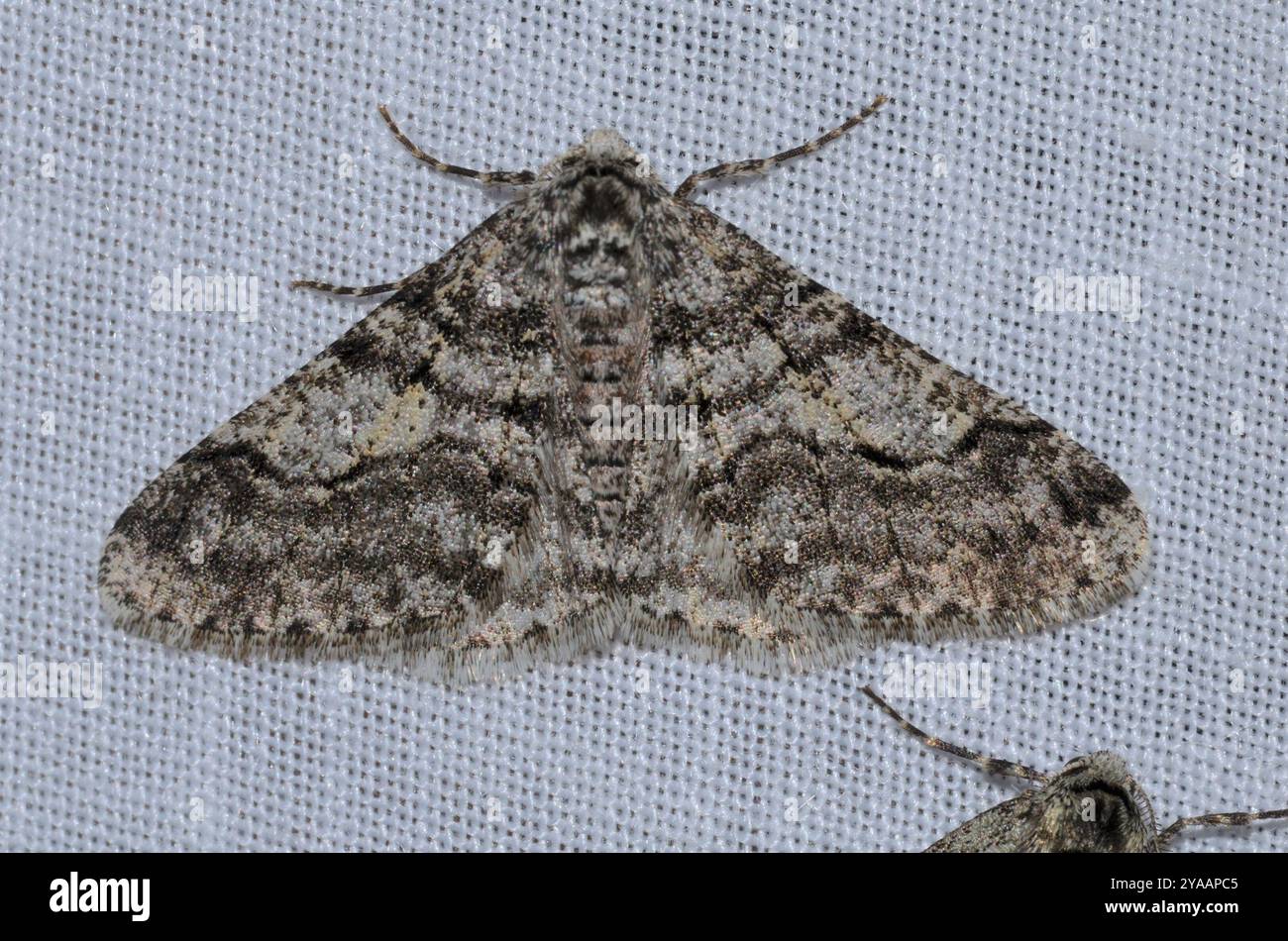 Half-wing Moth (Phigalia titea) Insecta Stock Photo - Alamy