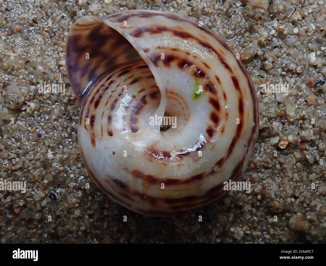 (Solaropsis fairchildi) Mollusca Stock Photo - Alamy