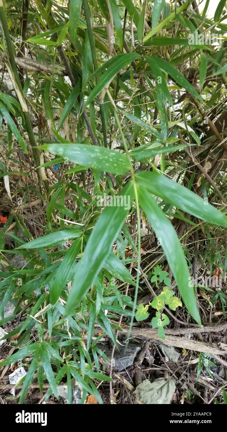 river cane (Arundinaria gigantea) Plantae Stock Photo - Alamy