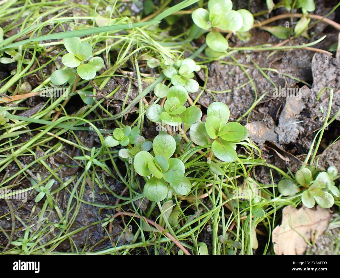 Water-purslane (Lythrum portula) Plantae Stock Photo - Alamy