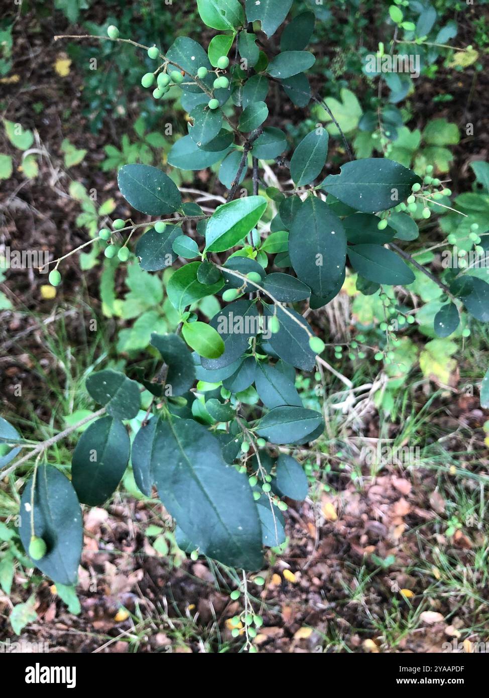Chinese privet (Ligustrum sinense) Plantae Stock Photo - Alamy