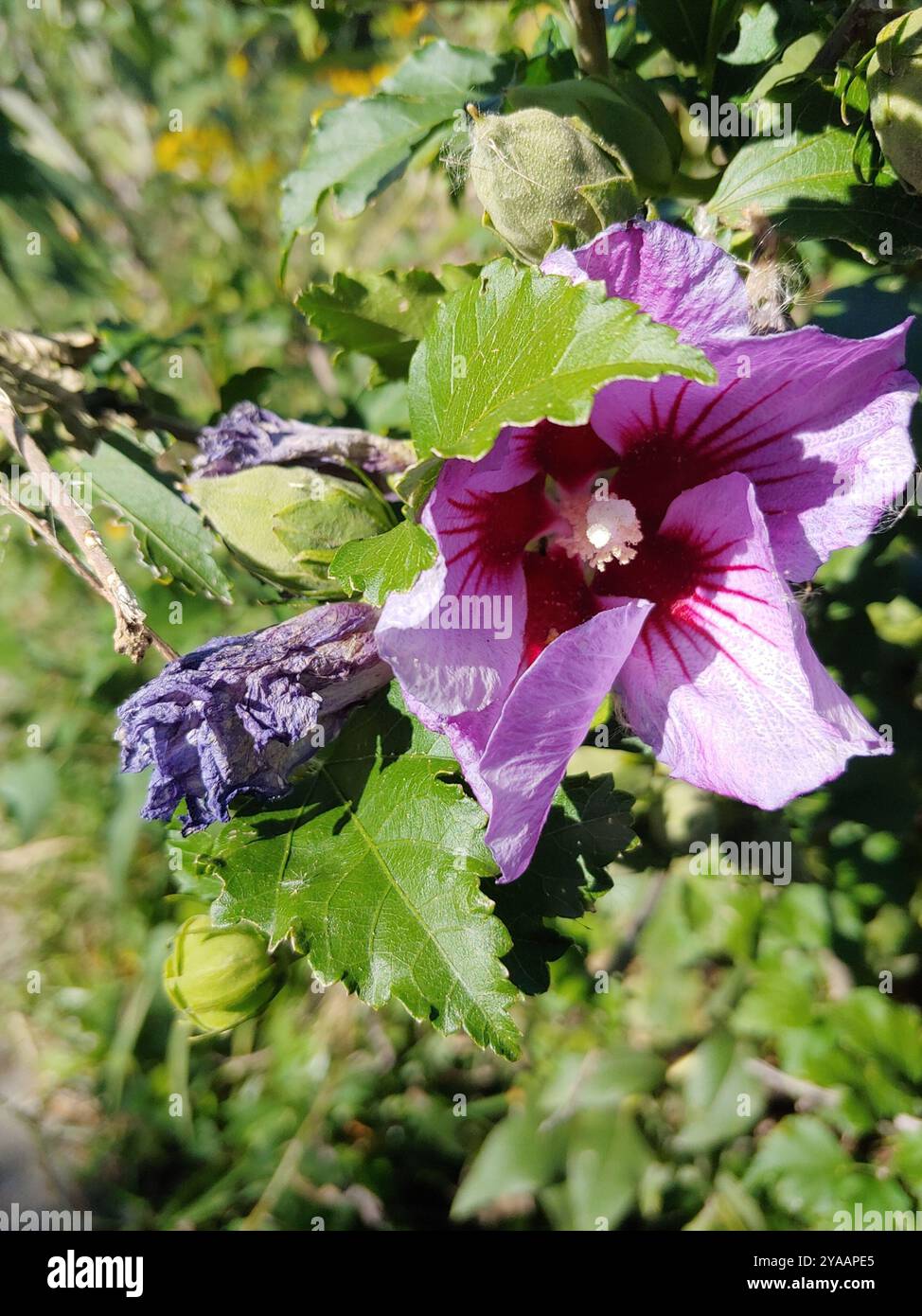 common hibiscus (Hibiscus syriacus) Plantae Stock Photo - Alamy