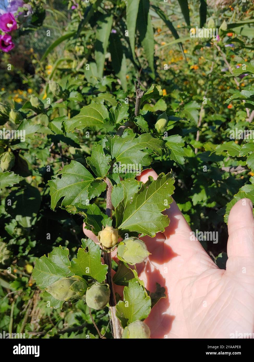 common hibiscus (Hibiscus syriacus) Plantae Stock Photo - Alamy