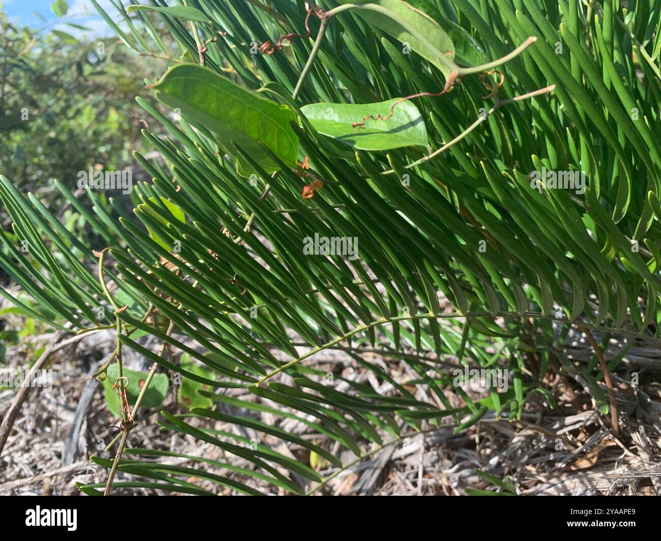 Coontie (Zamia integrifolia) Plantae Stock Photo - Alamy