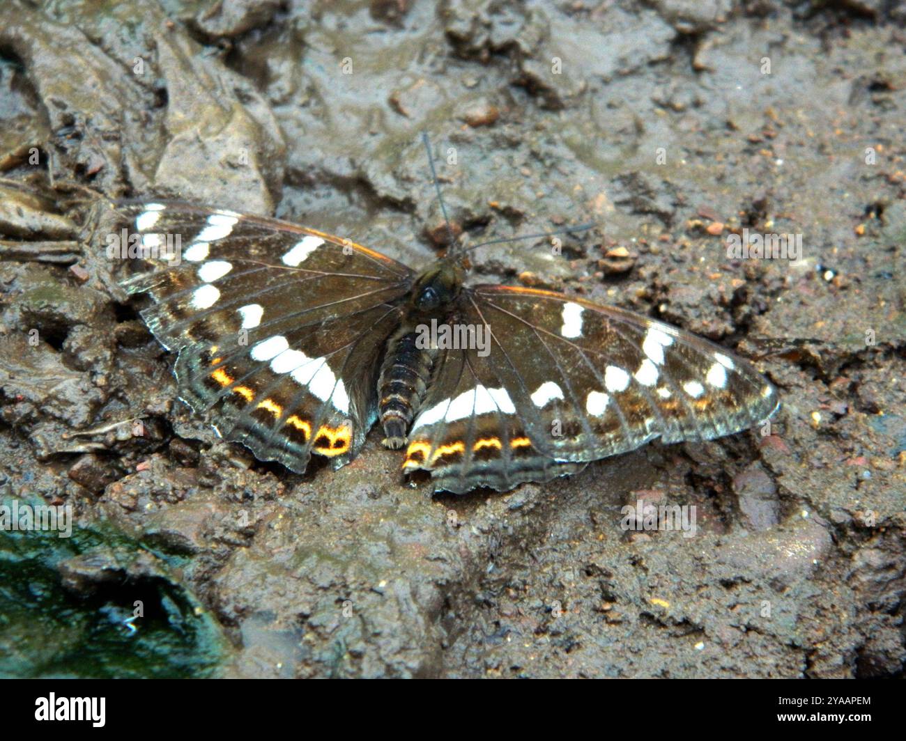 Poplar Admiral (Limenitis populi) Insecta Stock Photo - Alamy