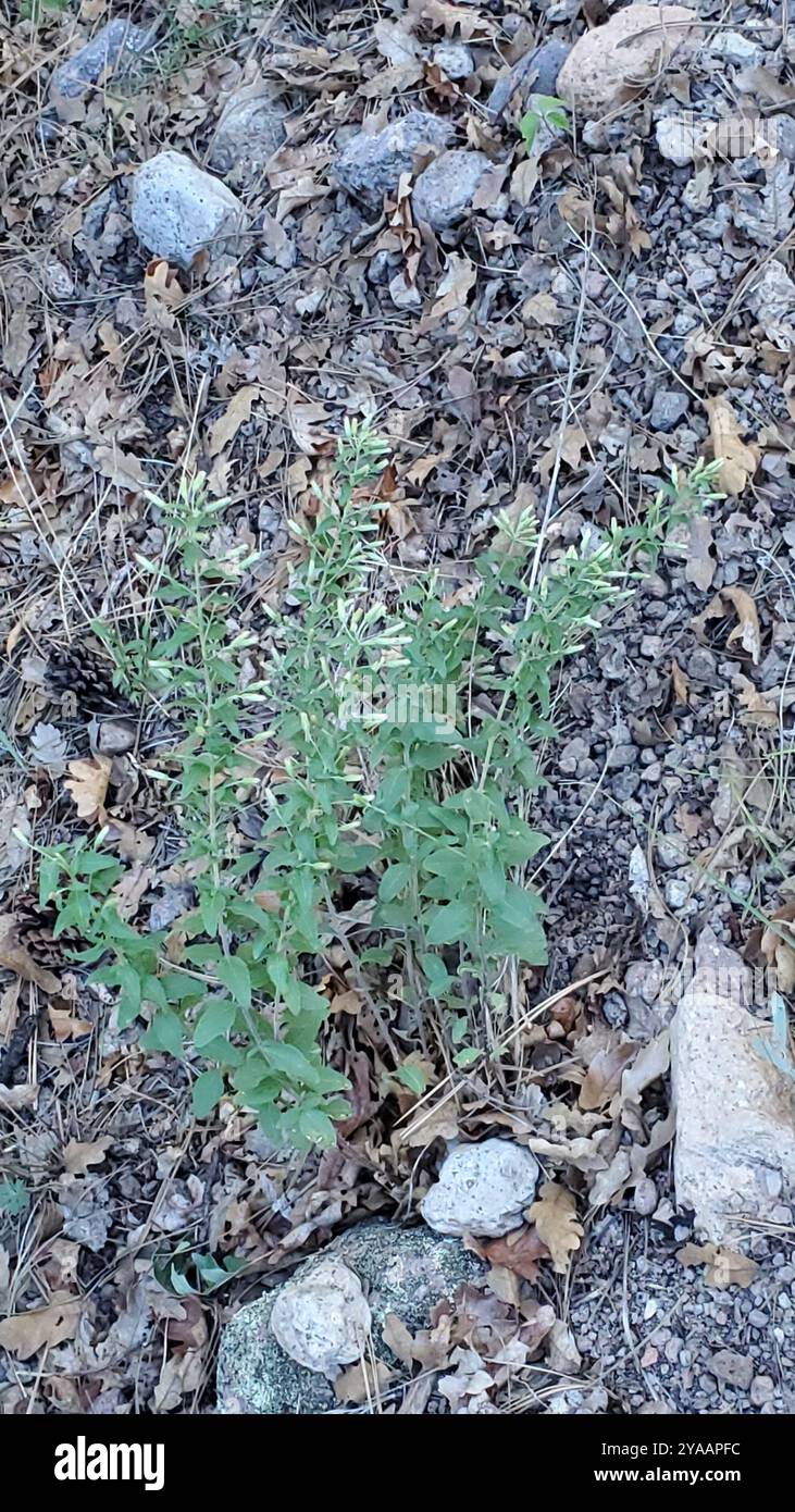 False Boneset (Brickellia eupatorioides) Plantae Stock Photo - Alamy