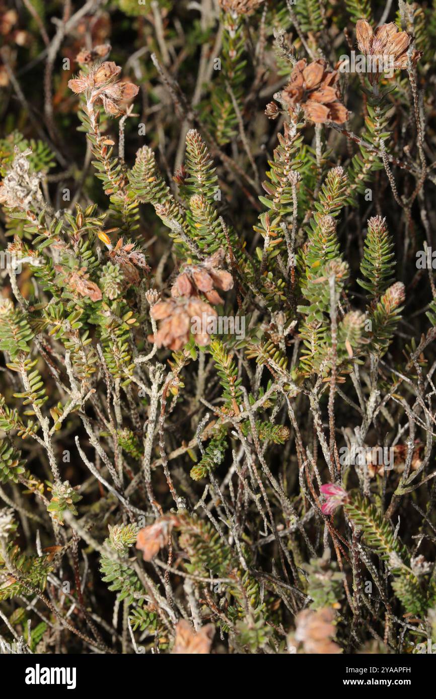 Cross-leaved Heath (Erica tetralix) Plantae Stock Photo - Alamy