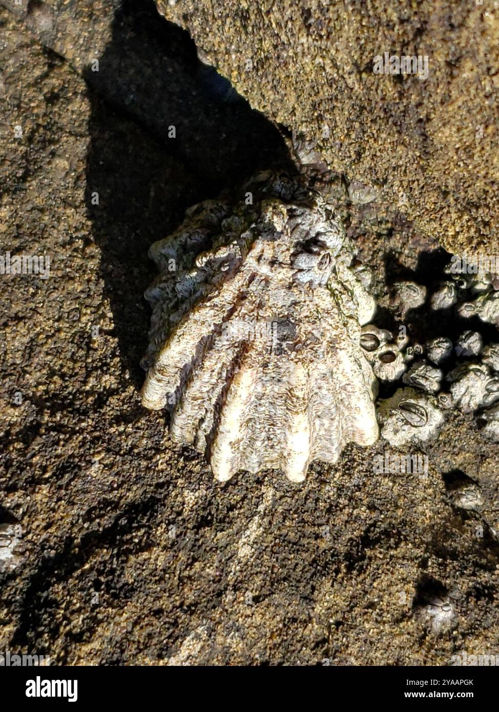Rough Limpet (Lottia scabra) Mollusca Stock Photo - Alamy
