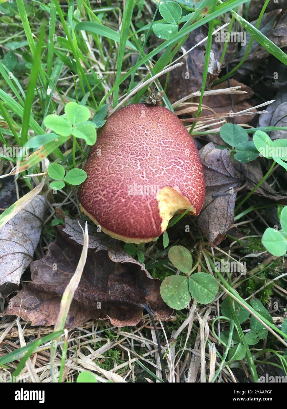 Ruby Bolete (Hortiboletus rubellus) Fungi Stock Photo - Alamy