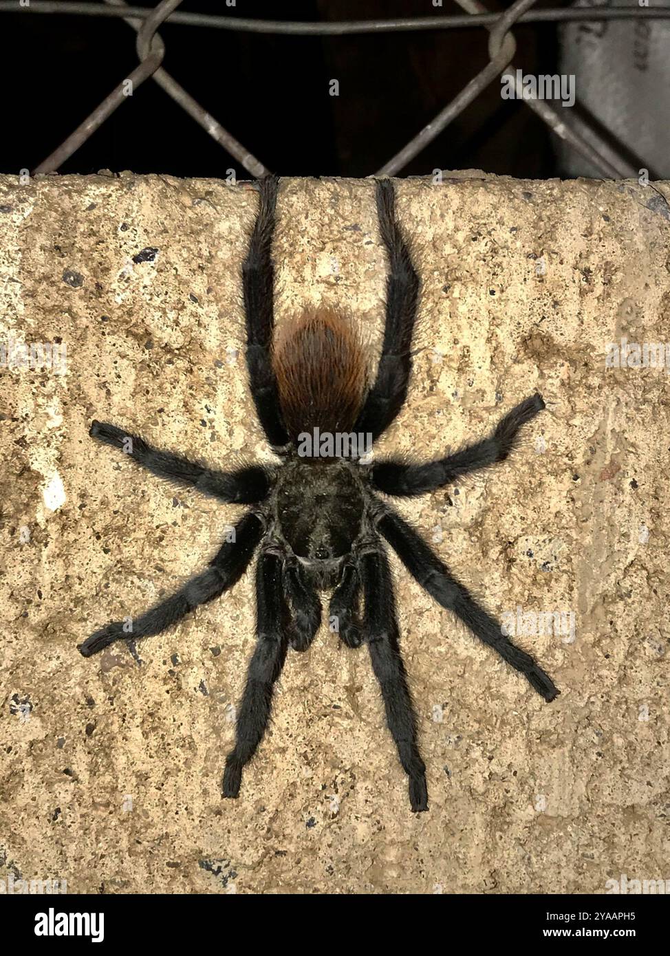 Tucson Bronze Tarantula (Aphonopelma vorhiesi) Arachnida Stock Photo ...