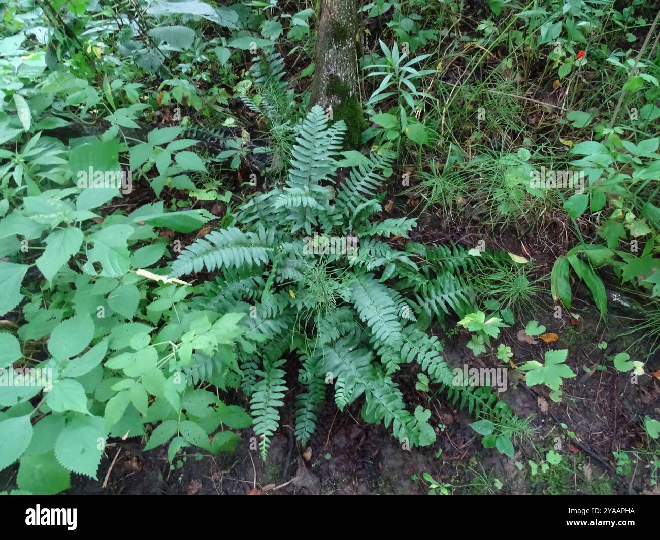 Christmas fern (Polystichum acrostichoides) Plantae Stock Photo - Alamy