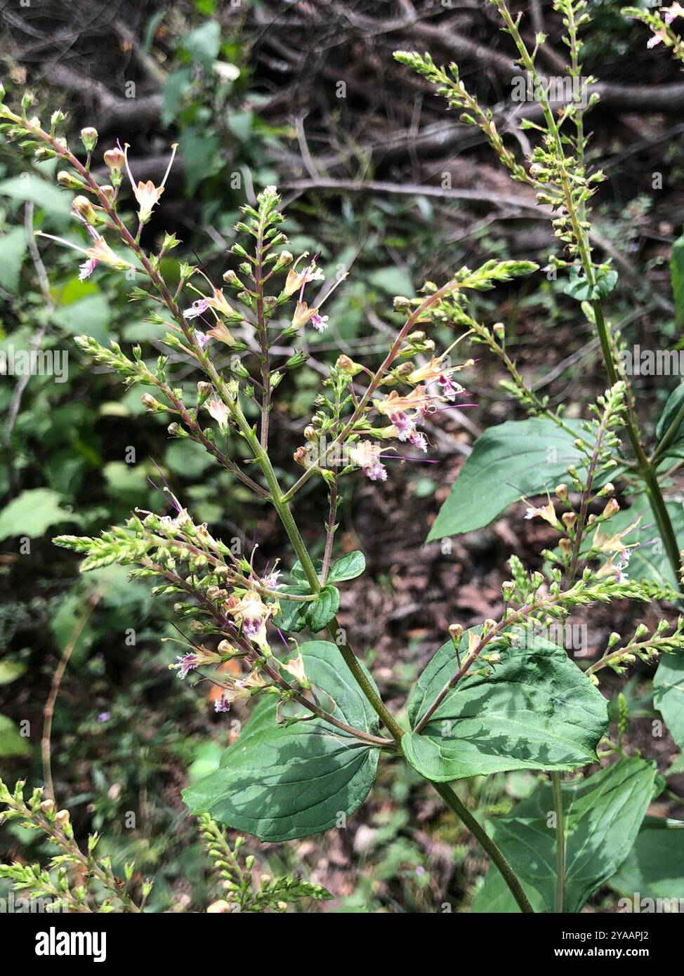 citronella horse balm (Collinsonia canadensis) Plantae Stock Photo - Alamy