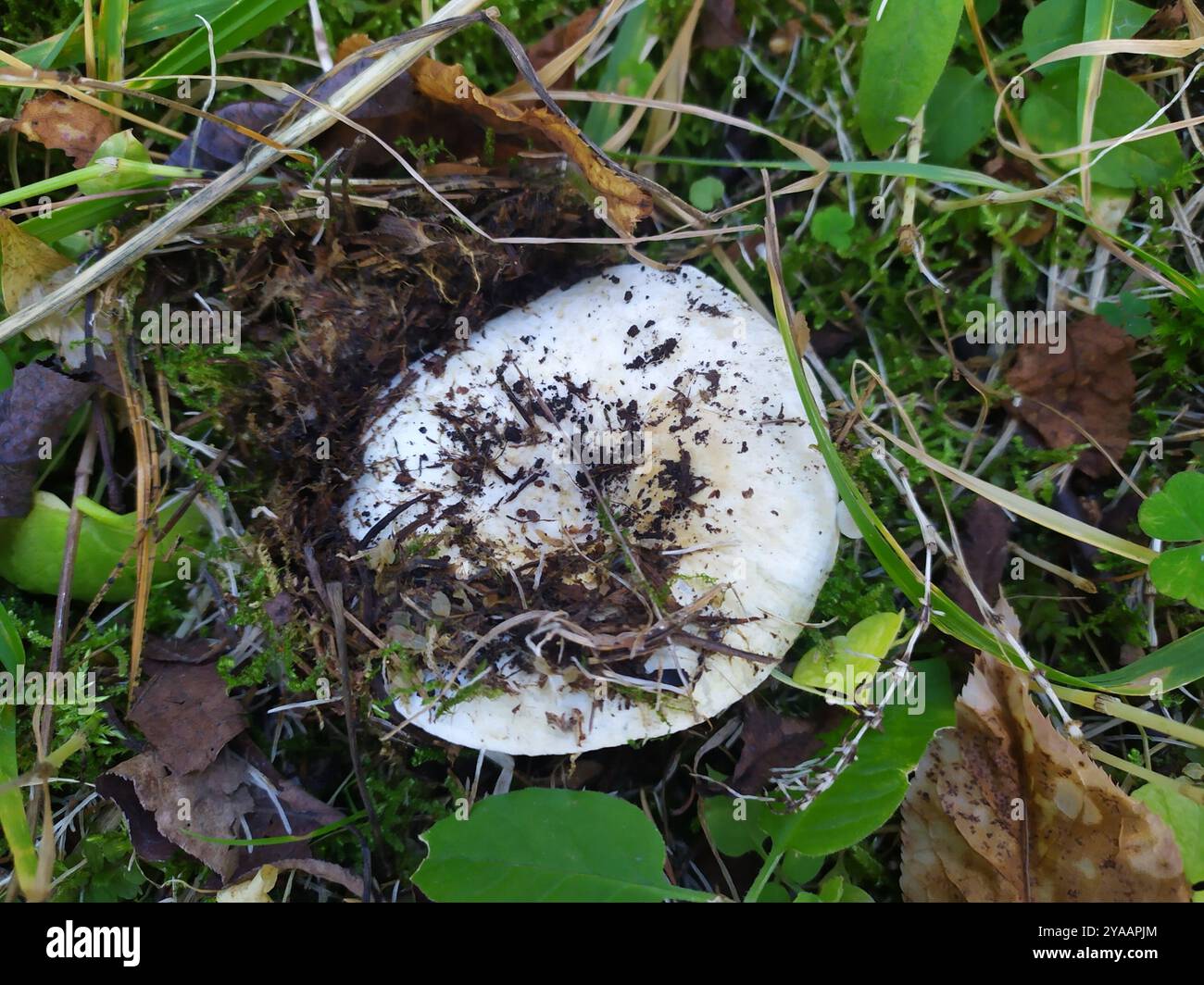 milk-white brittlegill (Russula delica) Fungi Stock Photo - Alamy
