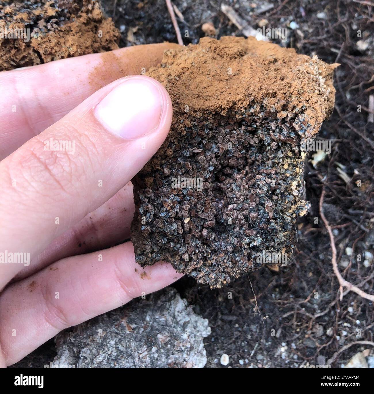 Dyeball (Pisolithus arhizus) Fungi Stock Photo - Alamy