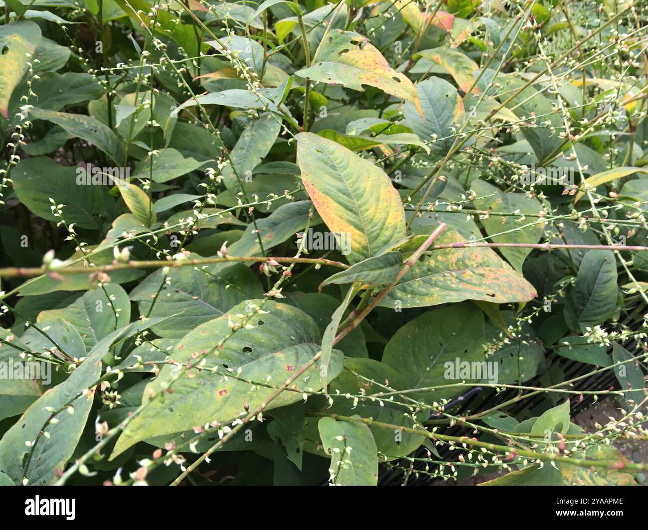 American jumpseed (Persicaria virginiana) Plantae Stock Photo - Alamy