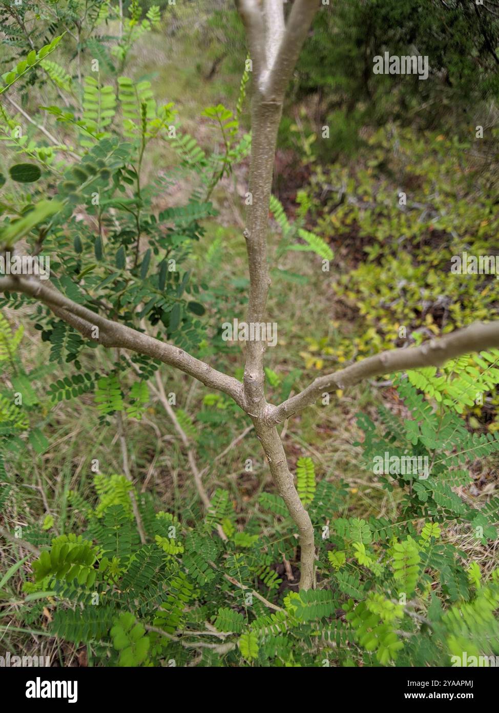 Texas Kidneywood (Eysenhardtia texana) Plantae Stock Photo - Alamy